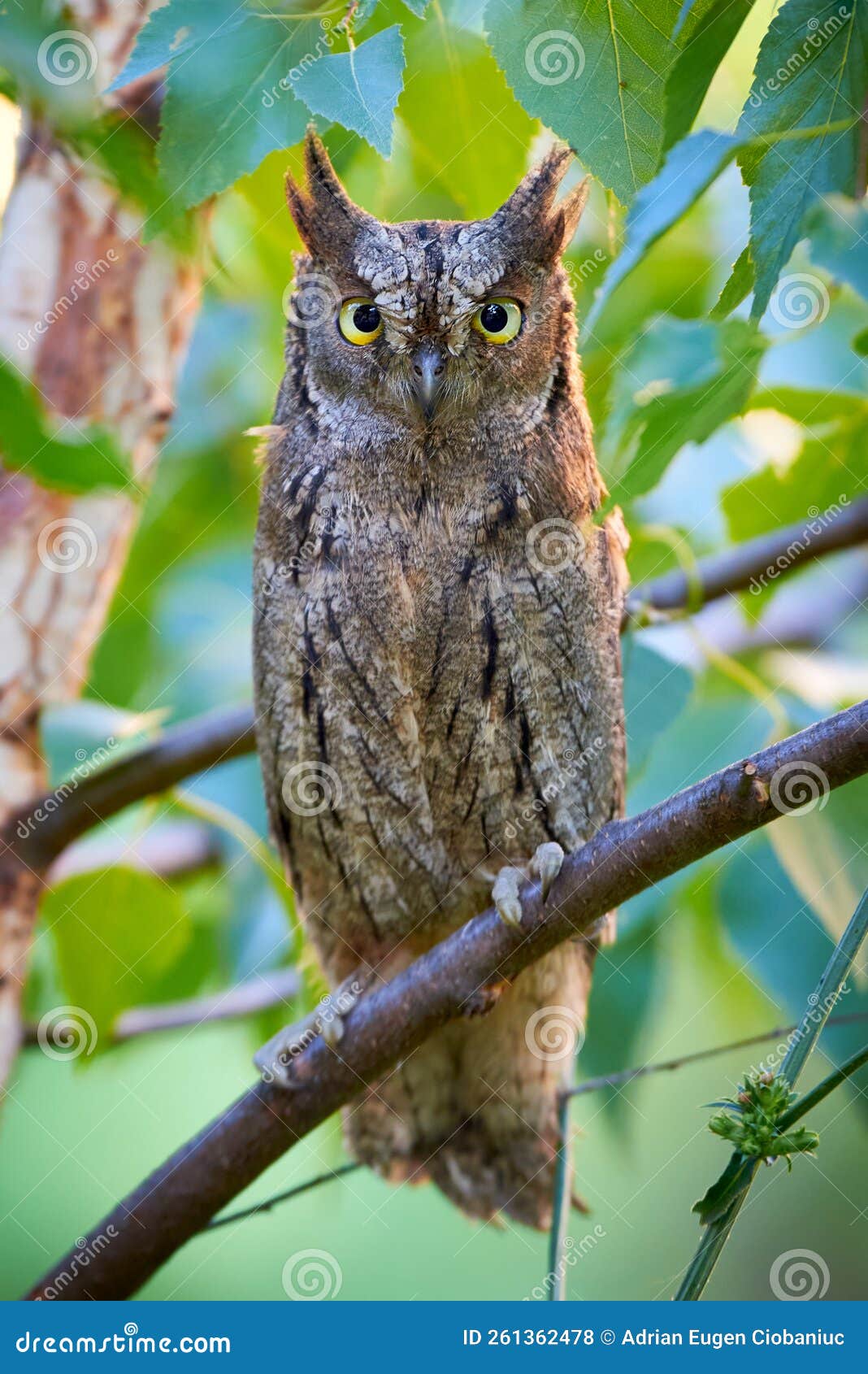 Eurasian Scops Owl Close-up Stock Photo - Image of alert, beak: 261362478