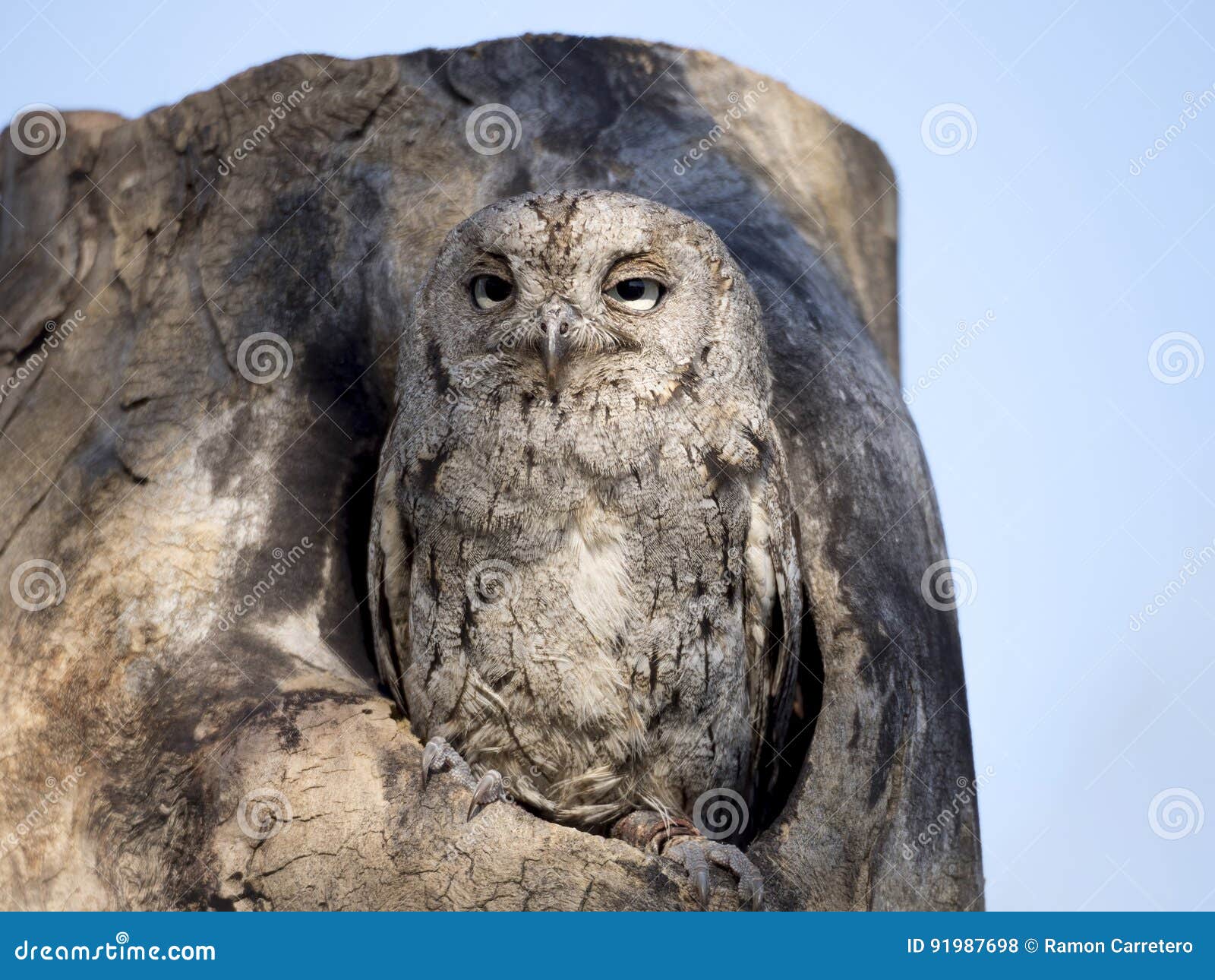 Eurasian Scops Owl Otus Scops in Its Nest on a Tree Stock Photo - Image ...