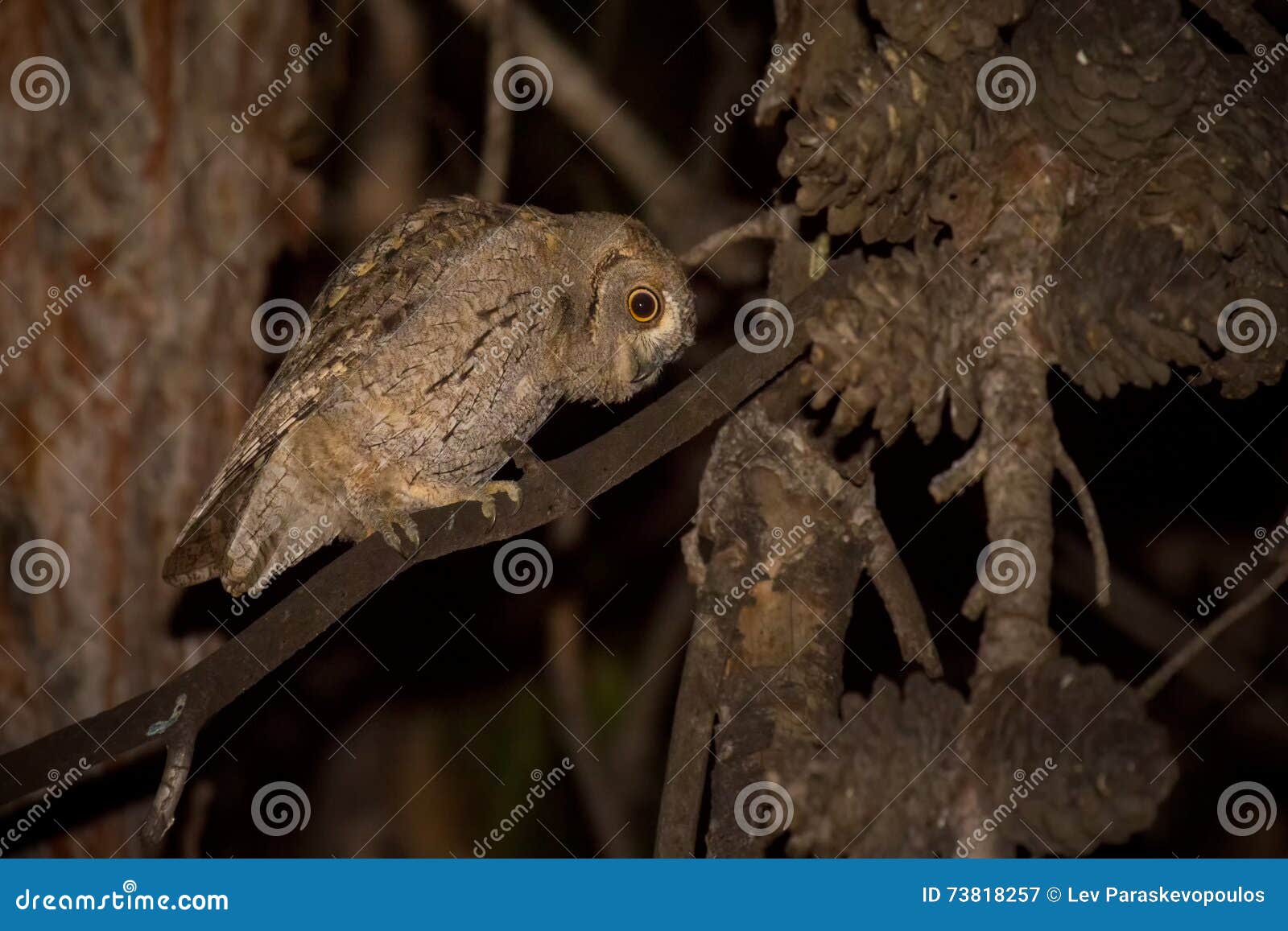 Eurasian Scops Owl (Otus Scops) Stock Image - Image of outdoors, animal ...