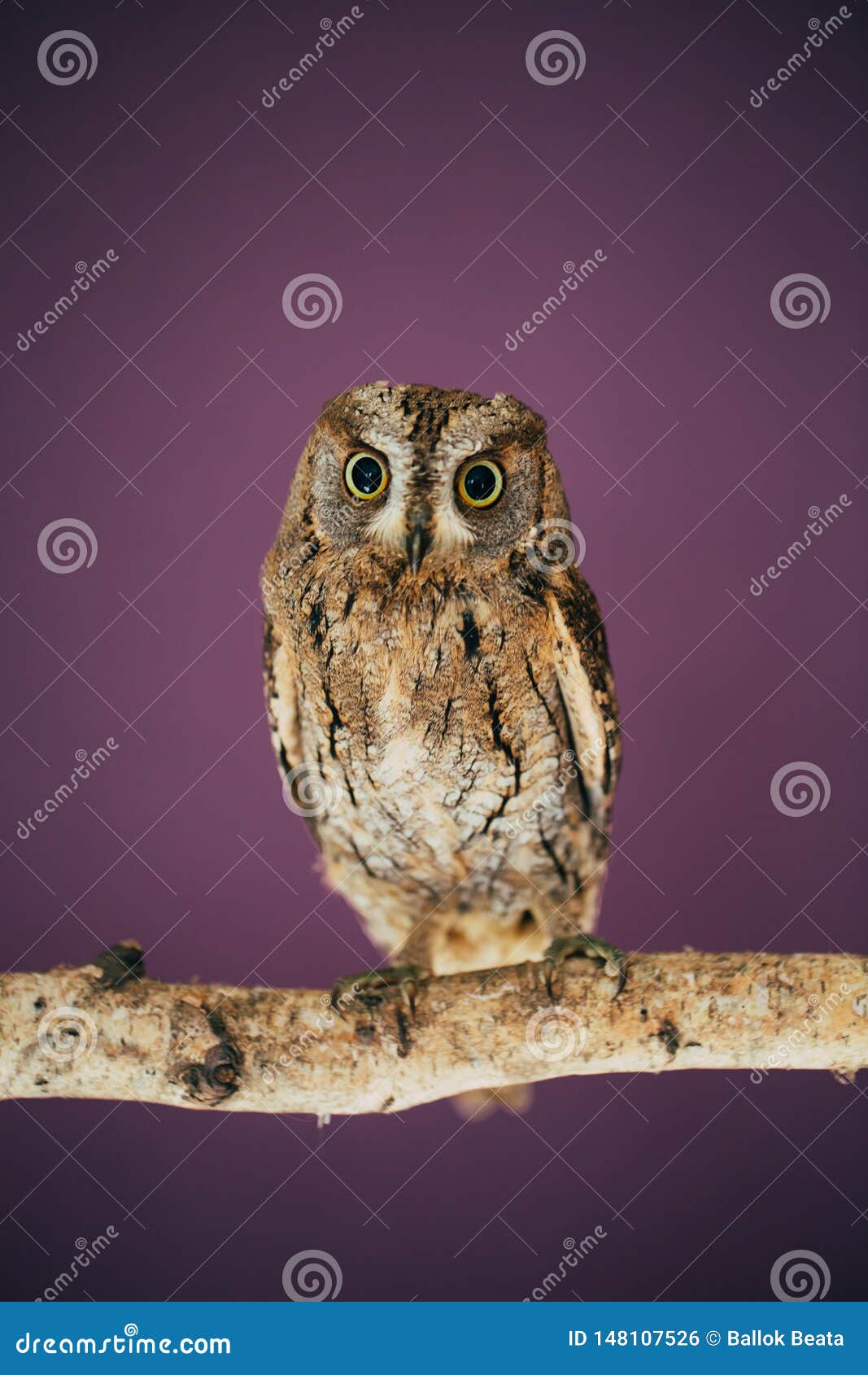 Eurasian scops owl stock photo. Image of expressive - 148107526