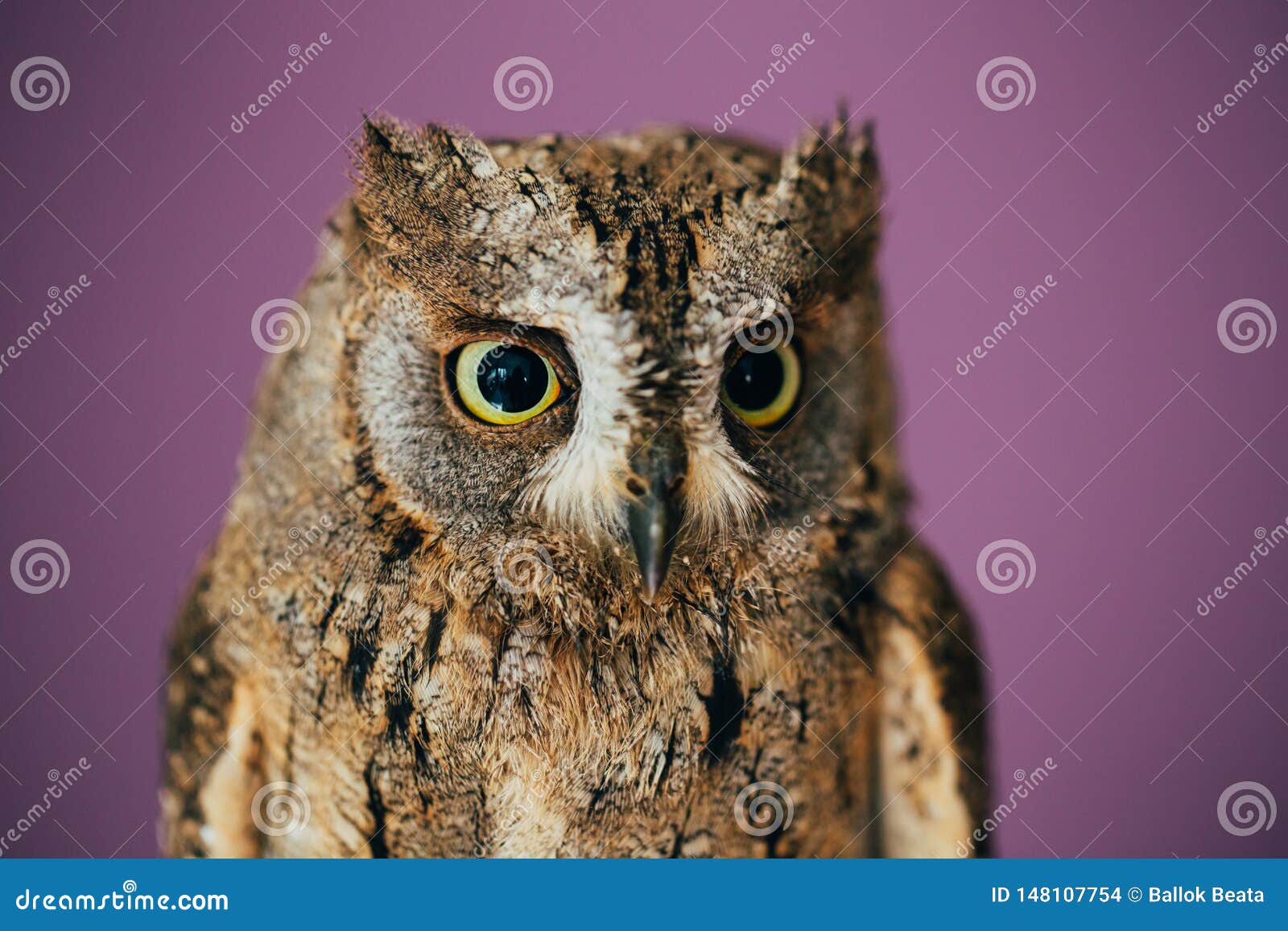 Eurasian scops owl stock photo. Image of migrant, creature - 148107754