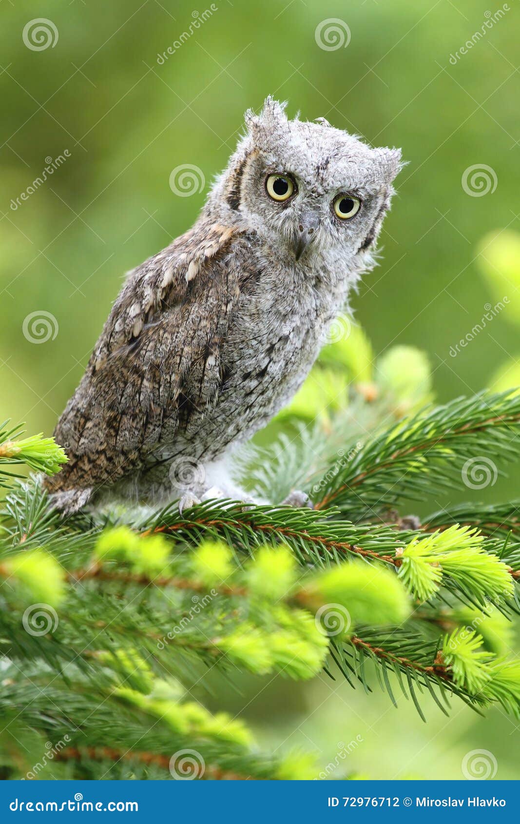 Eurasian scops owl stock photo. Image of little, falconry - 72976712