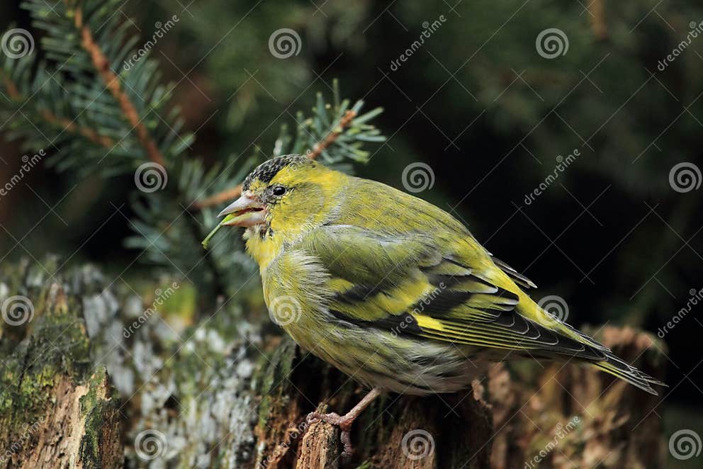 Eurasian siskin stock image. Image of carduelis, tree - 22096269