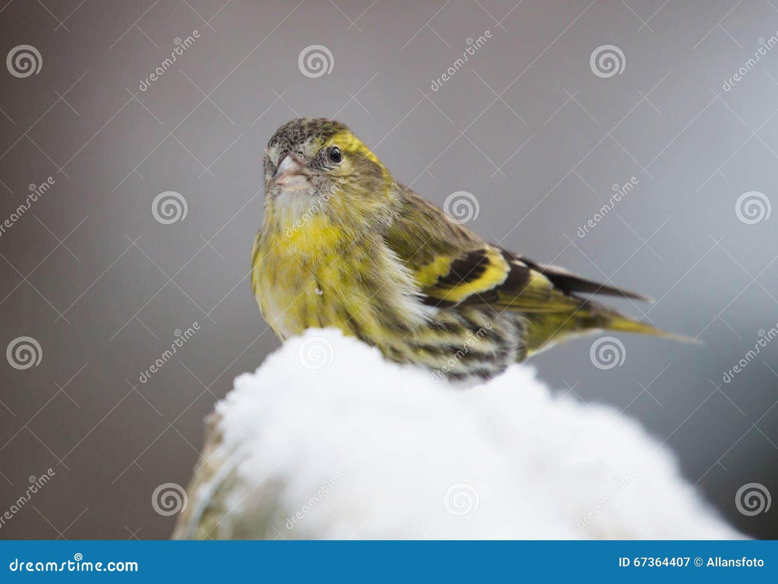 Eurasian siskin stock image. Image of frost, bird, ornithology - 67364407