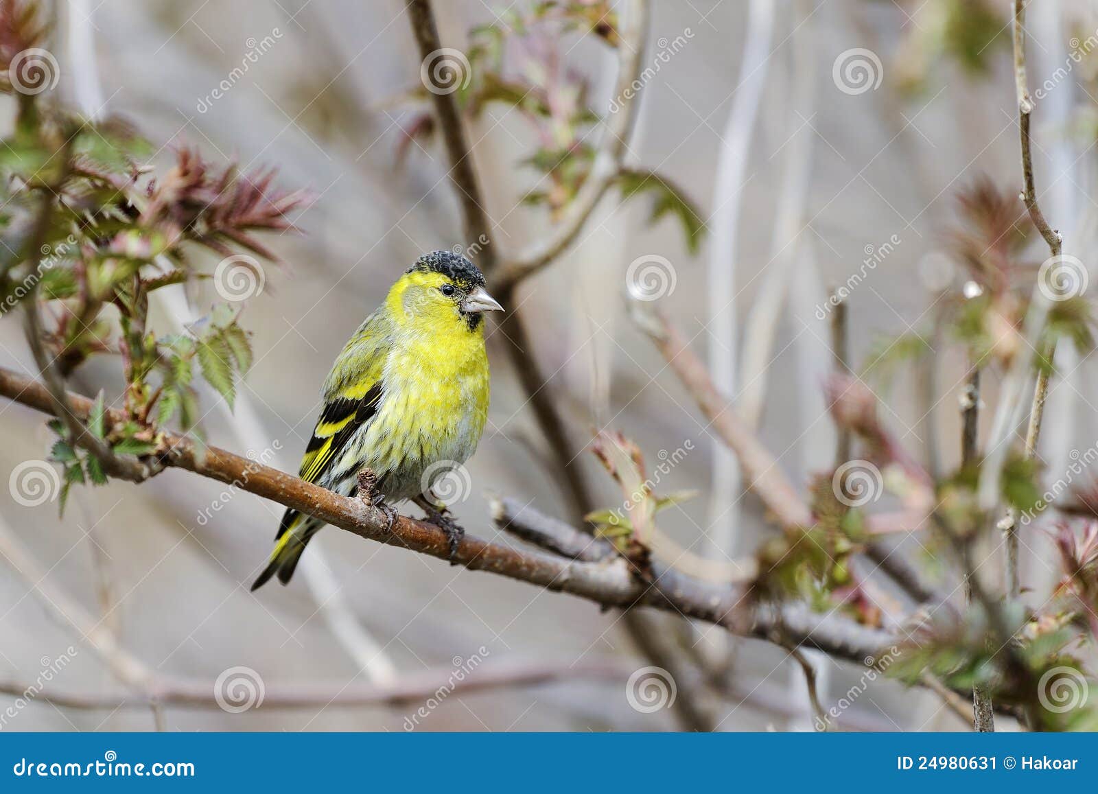 Eurasian Siskin, Carduelis Spinus Stock Image - Image of feathers ...