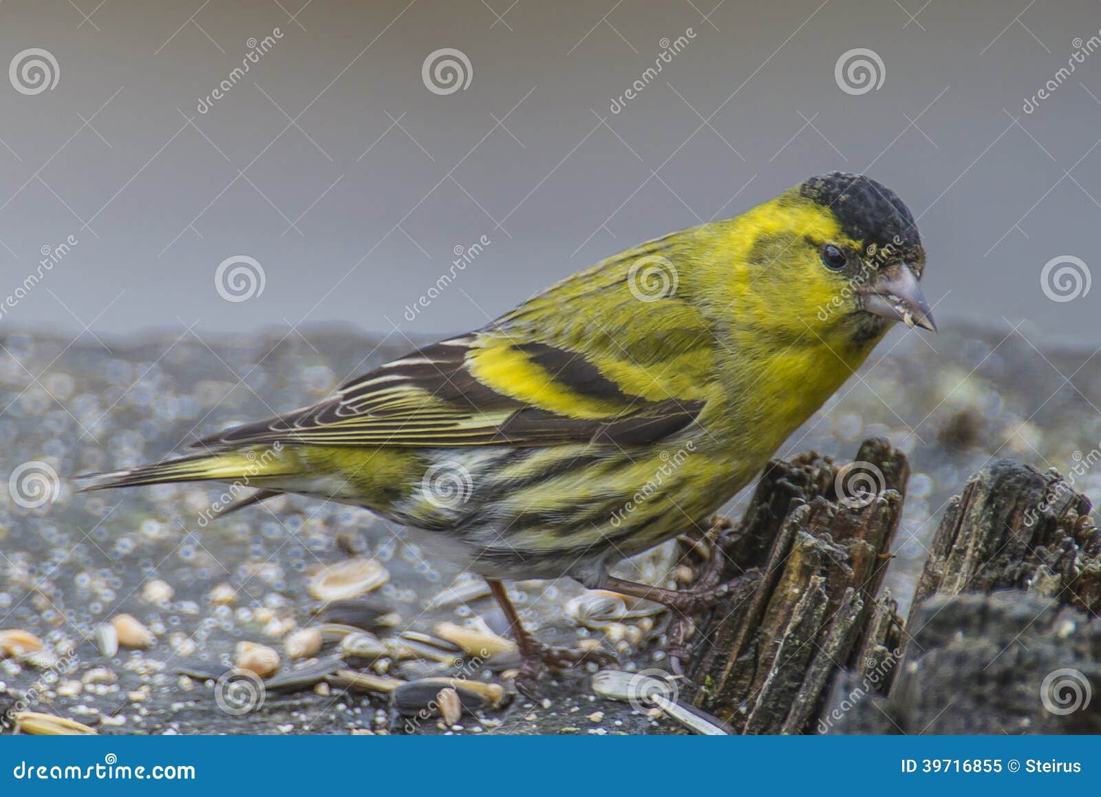 Eurasian Siskin (spinus Do Carduelis) Imagem de Stock - Imagem de bico ...