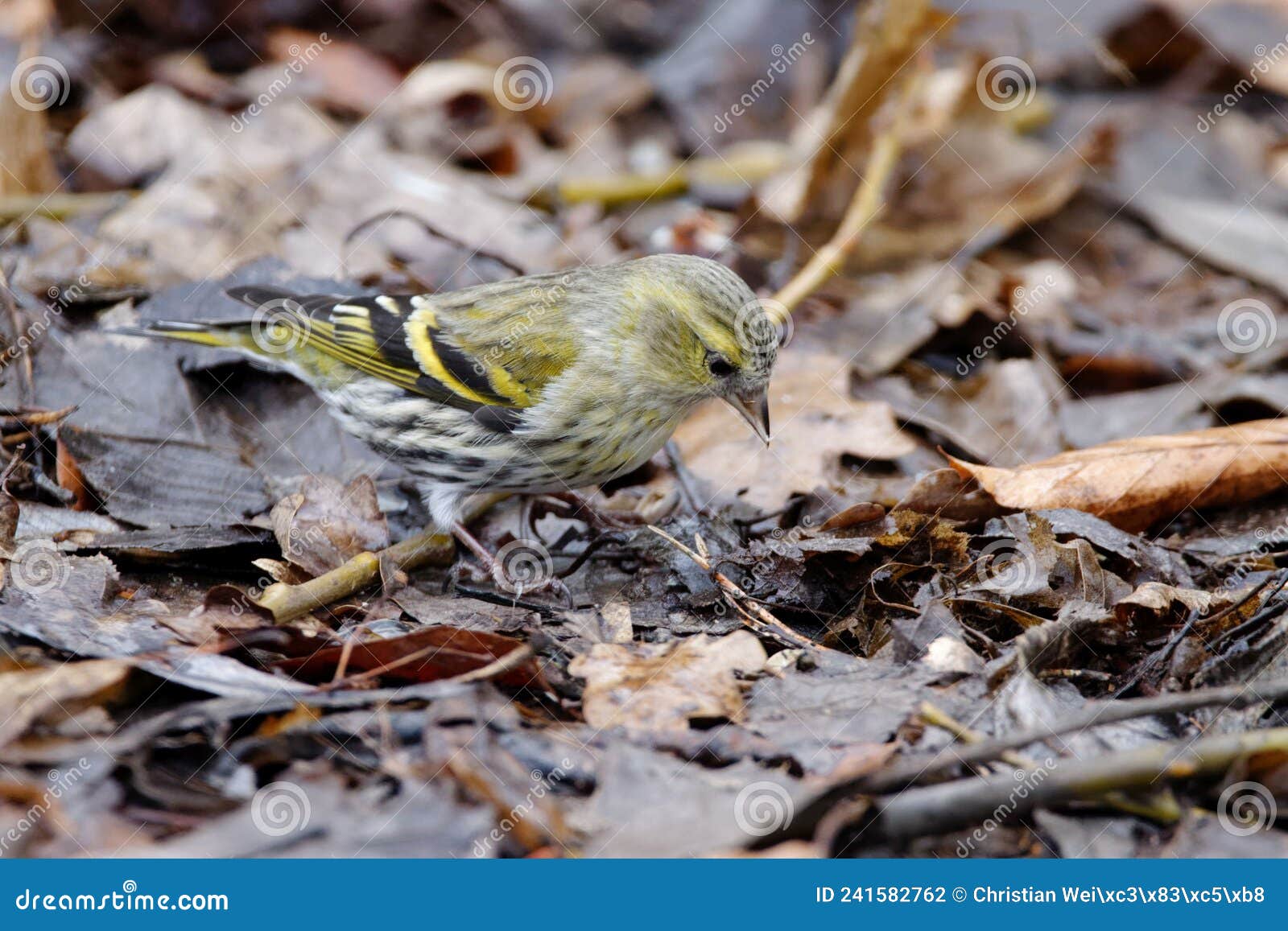 Eurasian Siskin, Spinus Spinus Stock Photo - Image of songbird, cute ...