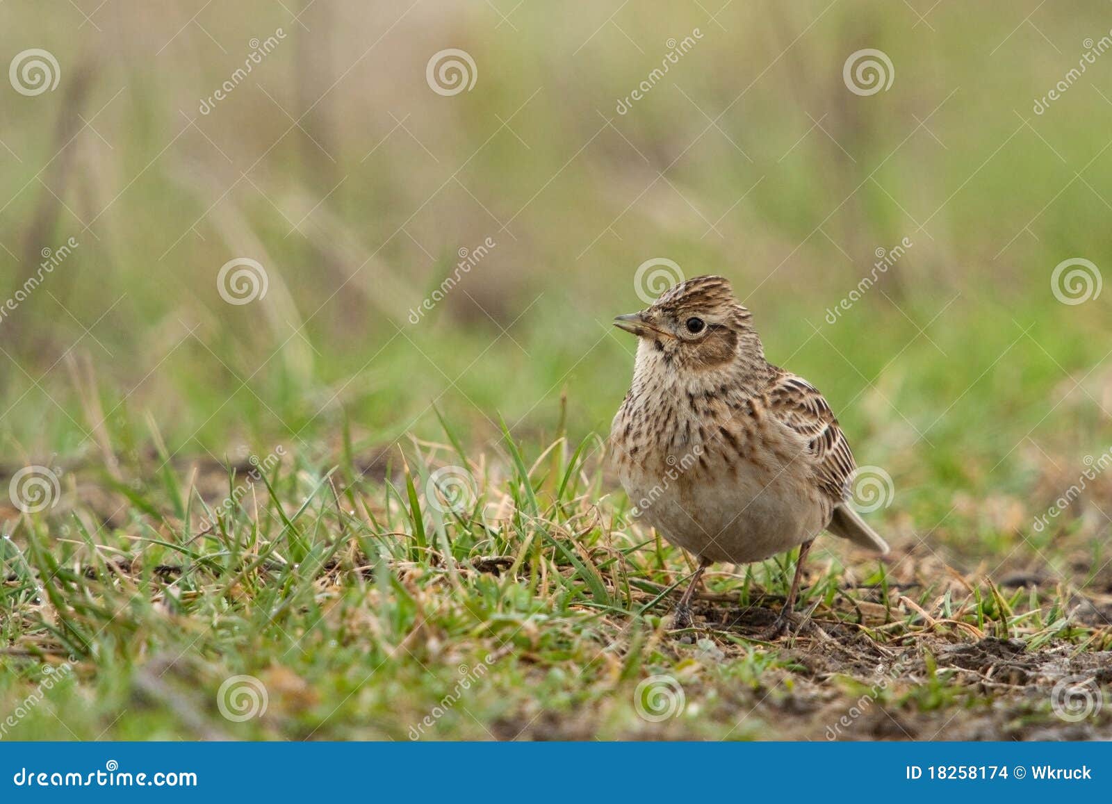 Eurasian sky lark stock photo. Image of wildlife, animal - 18258174