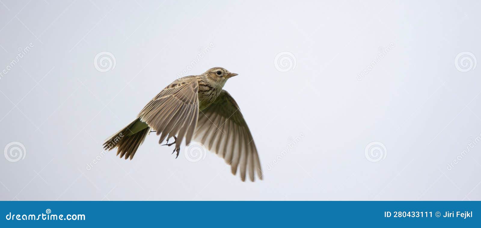 The Eurasian Skylark Alauda Arvensis in Flight Stock Image - Image of ...