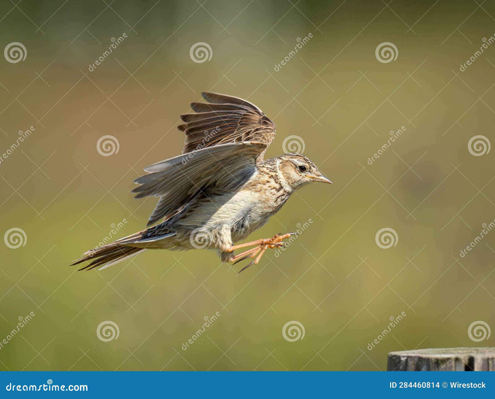 Eurasian Skylark Bird Soaring through the Sky Stock Photo - Image of ...