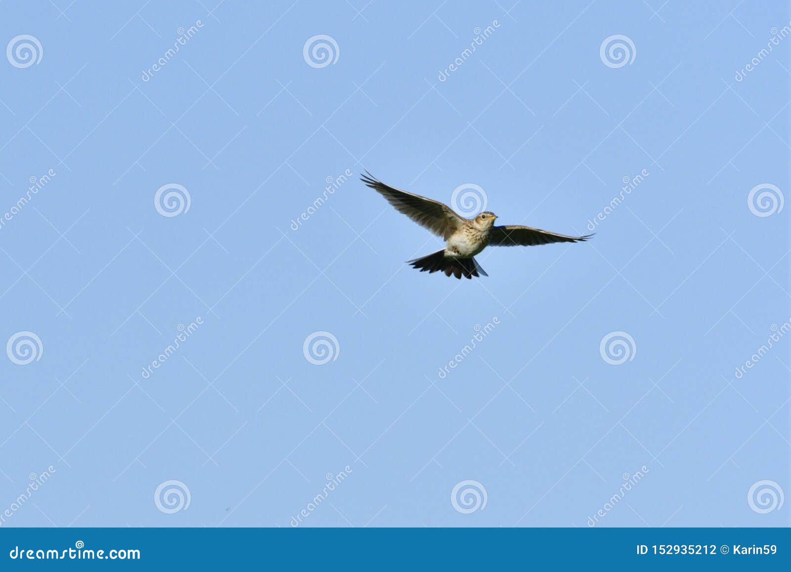 Eurasian skylark in flight stock photo. Image of plumage - 152935212