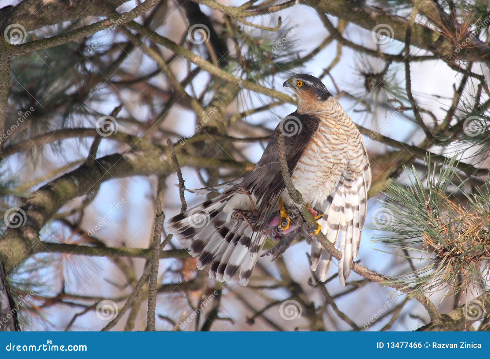 Eurasian Sparrowhawk stock photo. Image of nisus, hawk - 13477466