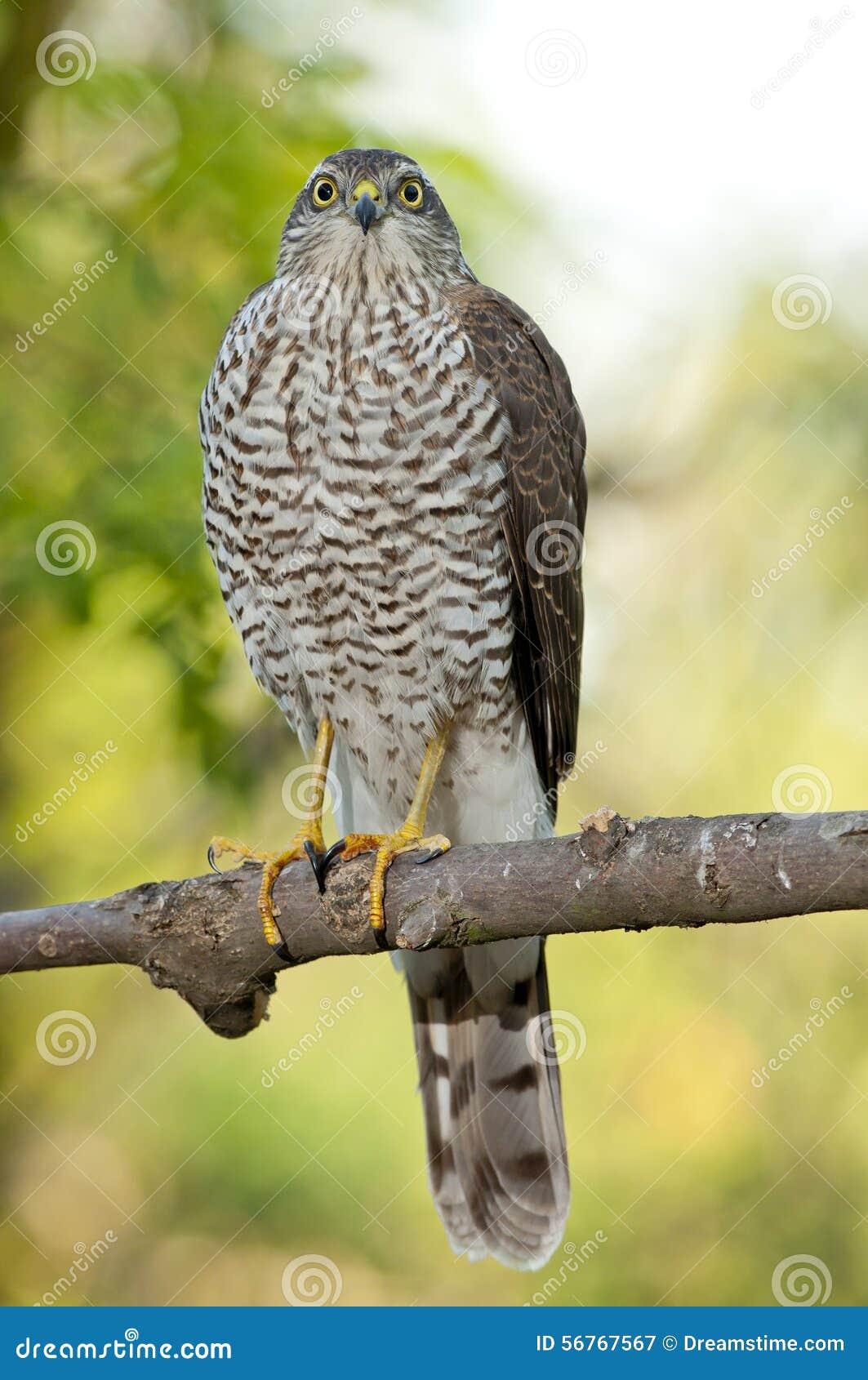 Eurasian Sparrowhawk (Accipiter Nisus) Stock Image - Image of shrike ...