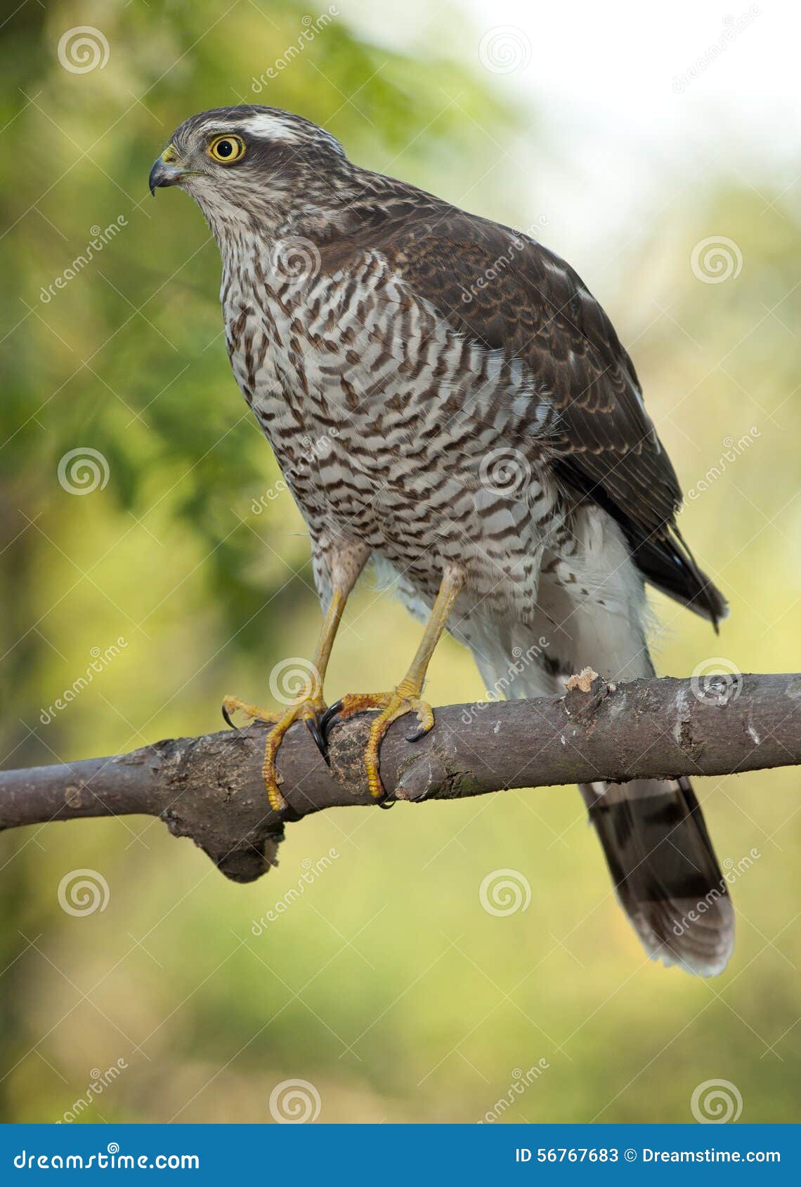 Eurasian Sparrowhawk (Accipiter Nisus) Stock Image - Image of barrel ...