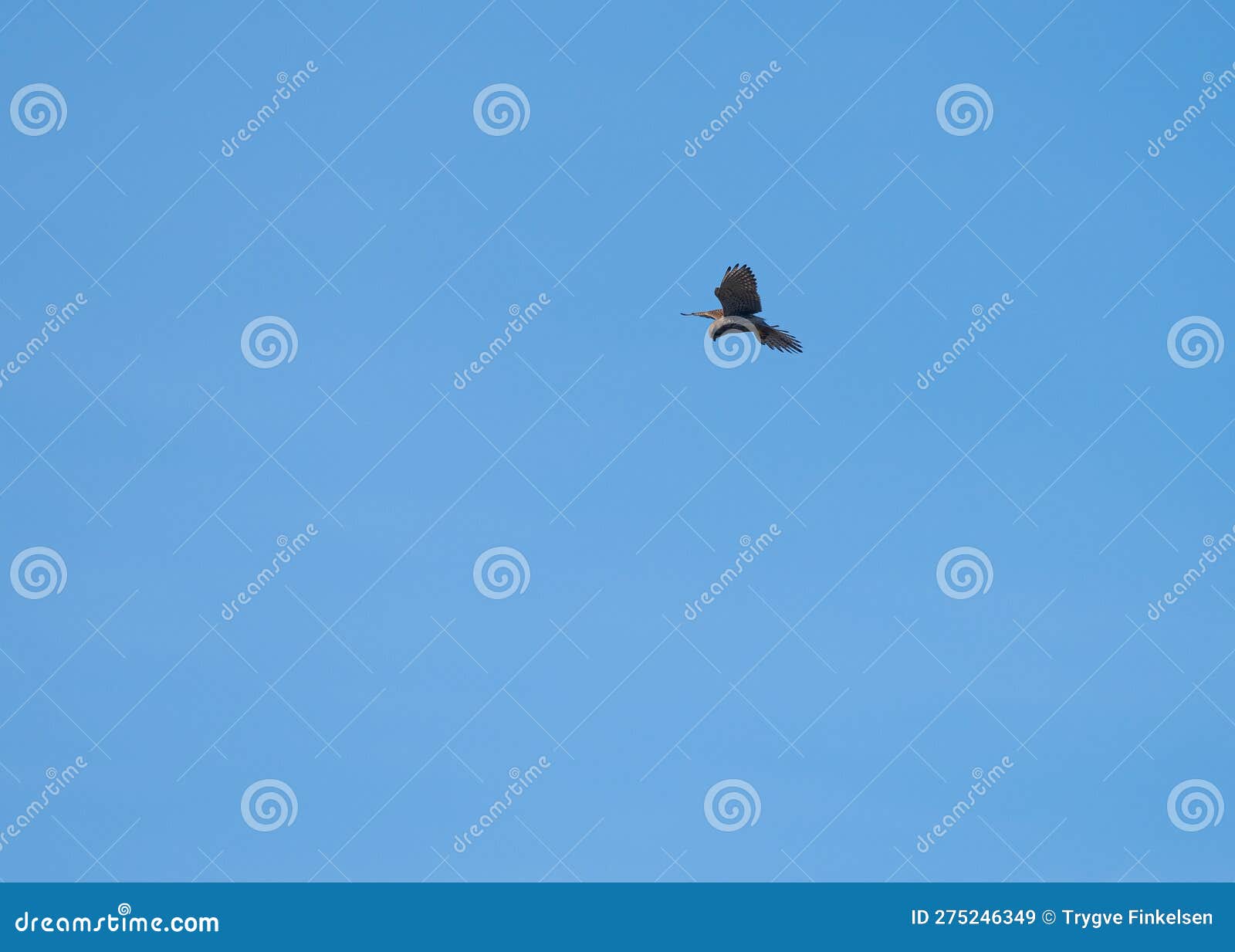 Eurasian Sparrowhawk Accipiter Nisus Hovering Above A Field Hunting Rodents Stock Image