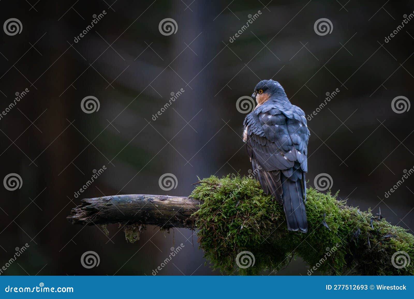 Eurasian Sparrowhawk Bird Perched on a Mossy Log. Stock Image - Image ...
