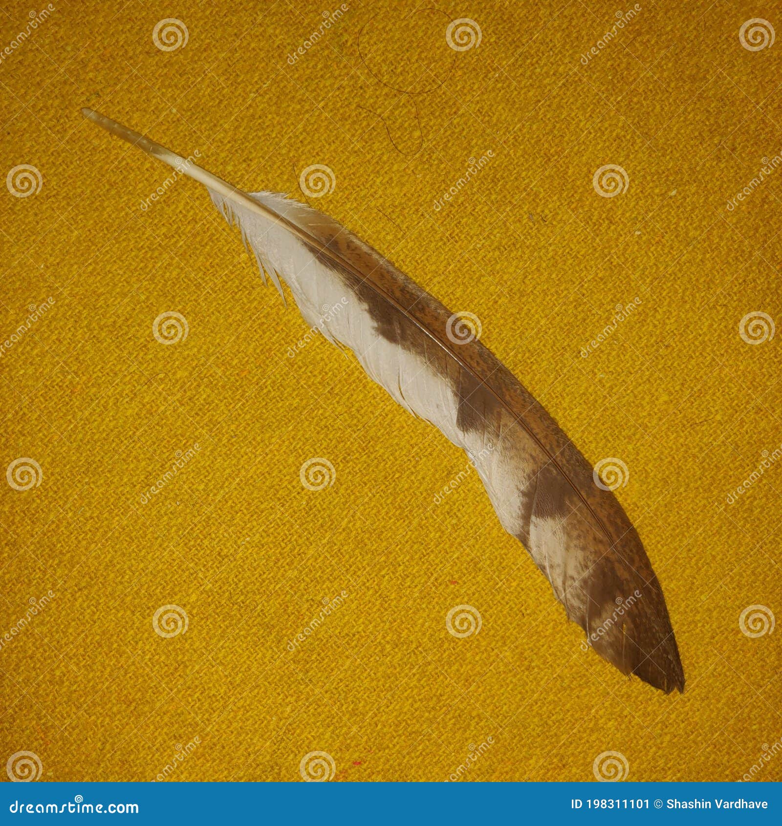 Eurasian Sparrowhawk Feather Stock Image - Image of deviantart ...