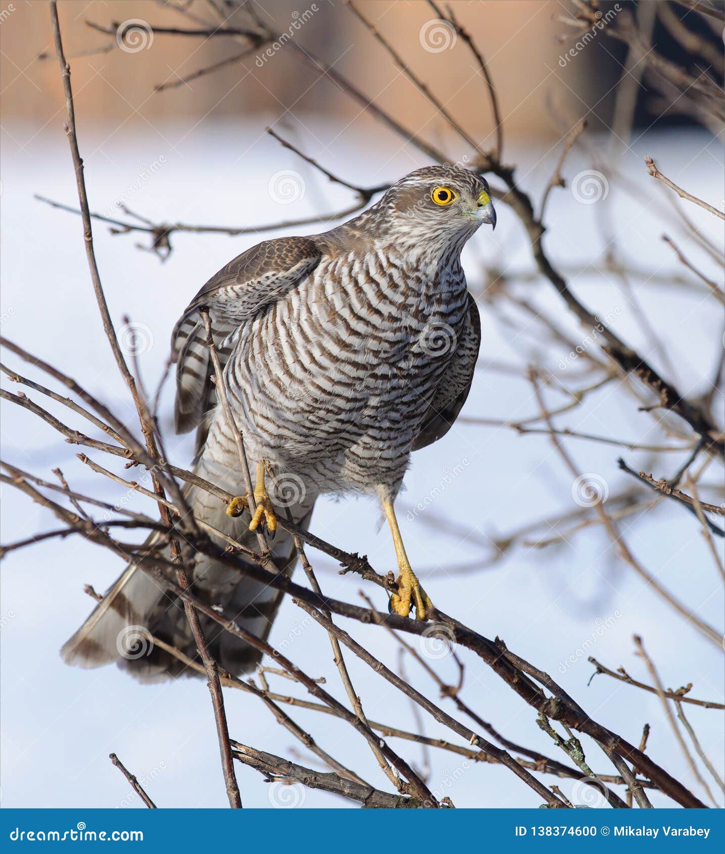 Eurasian Sparrowhawk Female Perched in Bush Stock Photo - Image of ...