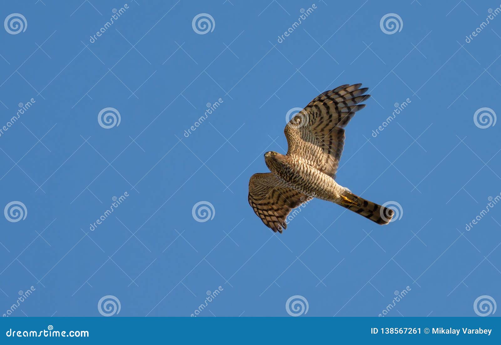 Eurasian Sparrowhawk Flying in Blue Sky Stock Image - Image of hunting ...