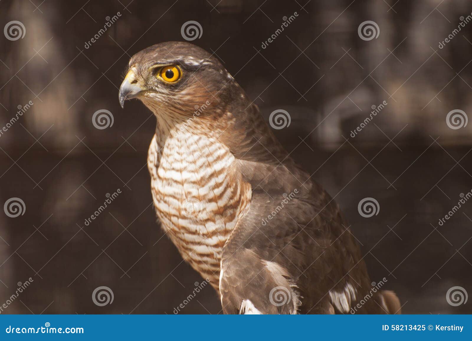 Eurasian sparrowhawk stock image. Image of beak, feather - 58213425