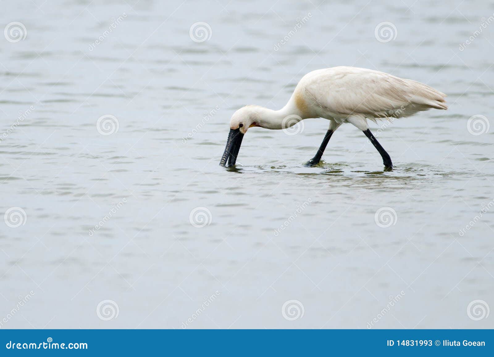 Eurasian Spoonbill Feeding stock image. Image of feed - 14831993