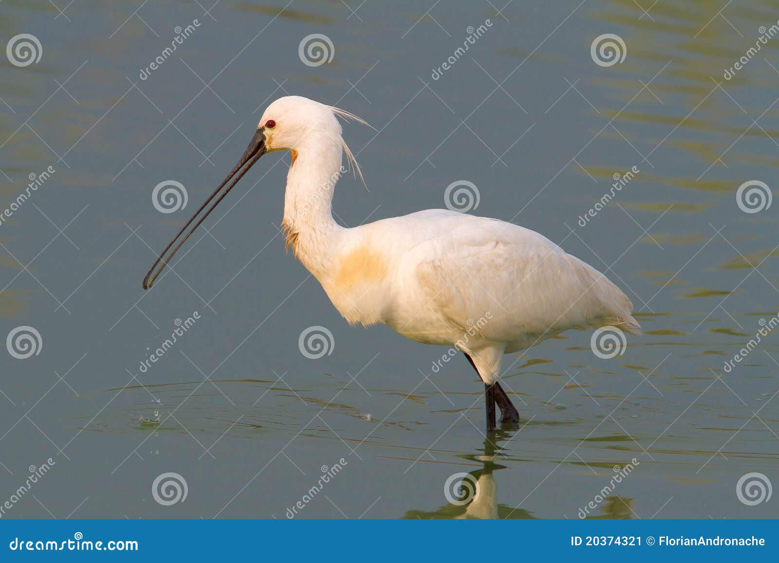 Eurasian Spoonbill - Platalea Leucorodia Stock Image | CartoonDealer ...