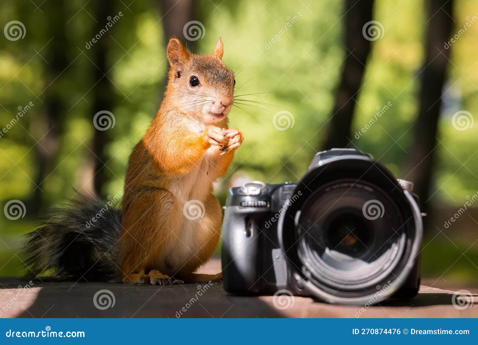 Eurasian Squirrels- Sciurus Vulgaris with Camera Stock Photo - Image of ...