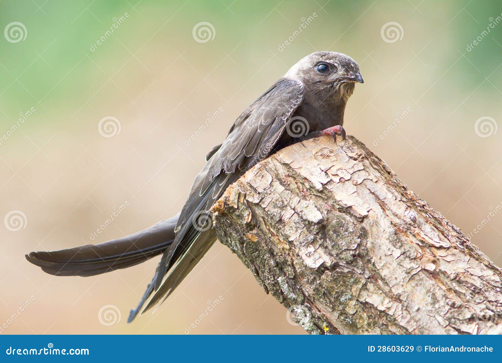 Swift, Apus Apus Stock Image | CartoonDealer.com #33785347