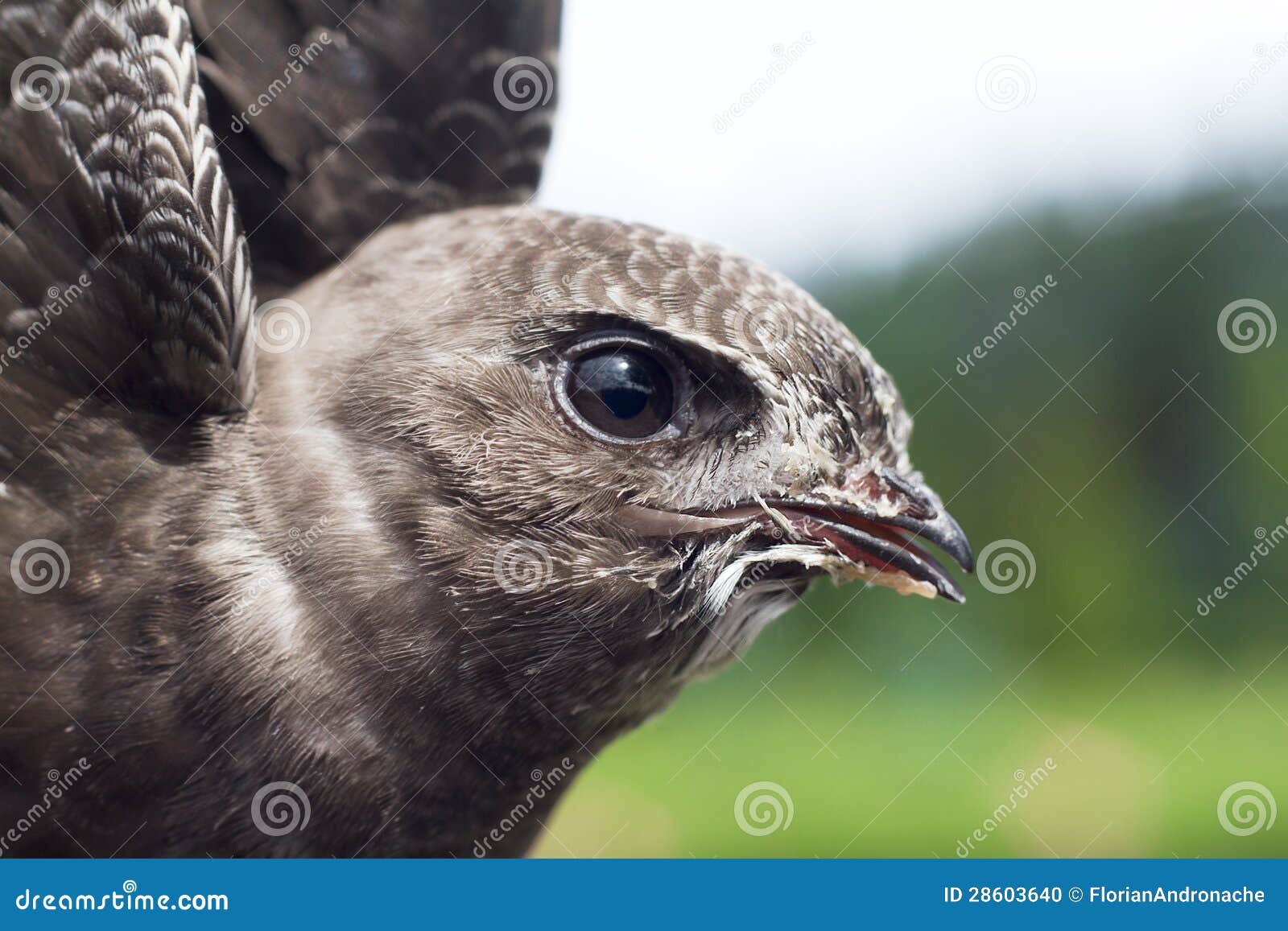 Swift, Apus Apus Stock Image | CartoonDealer.com #33785347