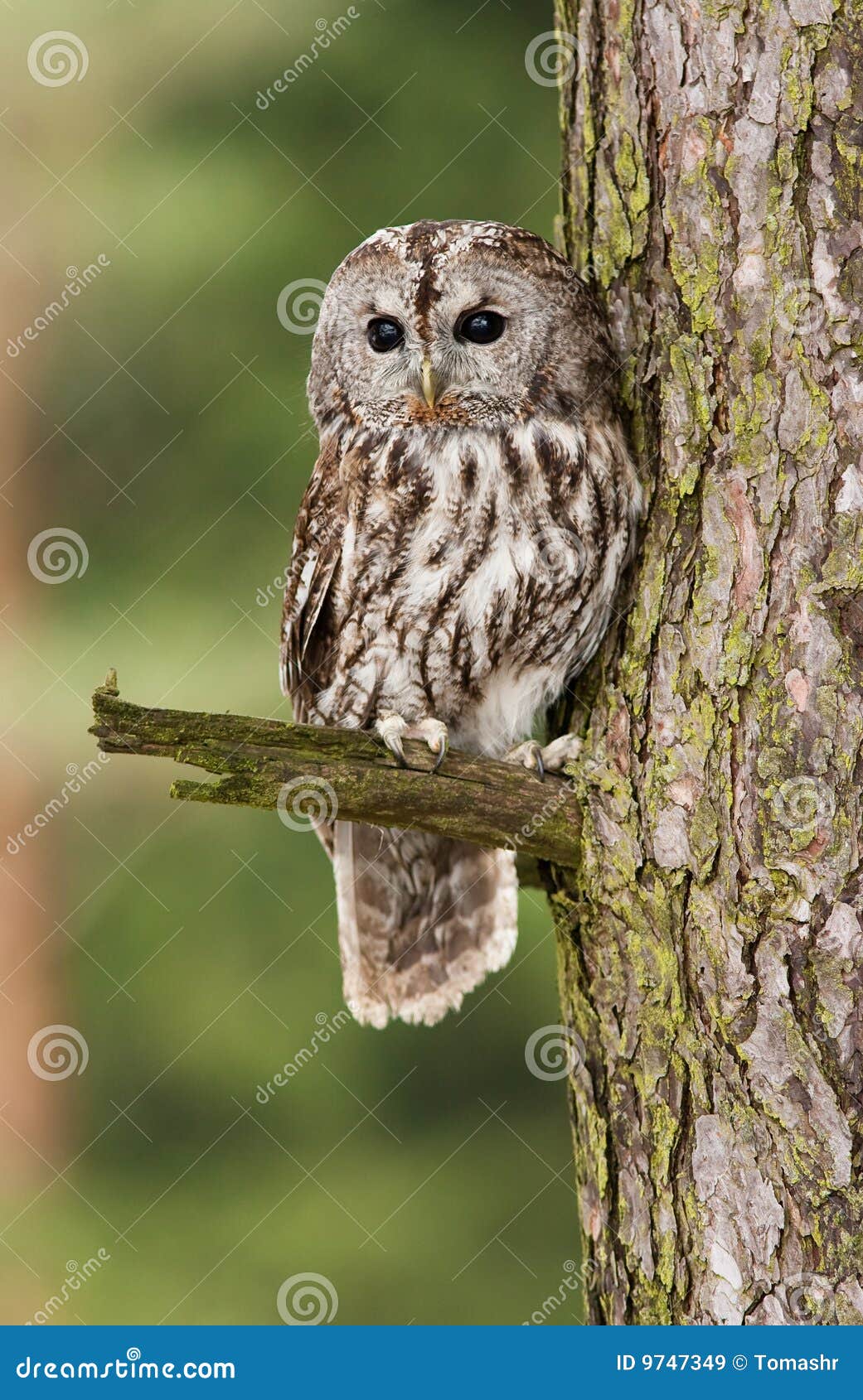 Eurasian Tawny Owl - Strix Aluco Stock Image - Image of aluco, predator ...
