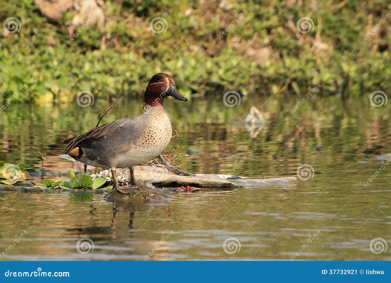 Eurasian Teal or Common Teal Stock Image - Image of migratory, duck ...