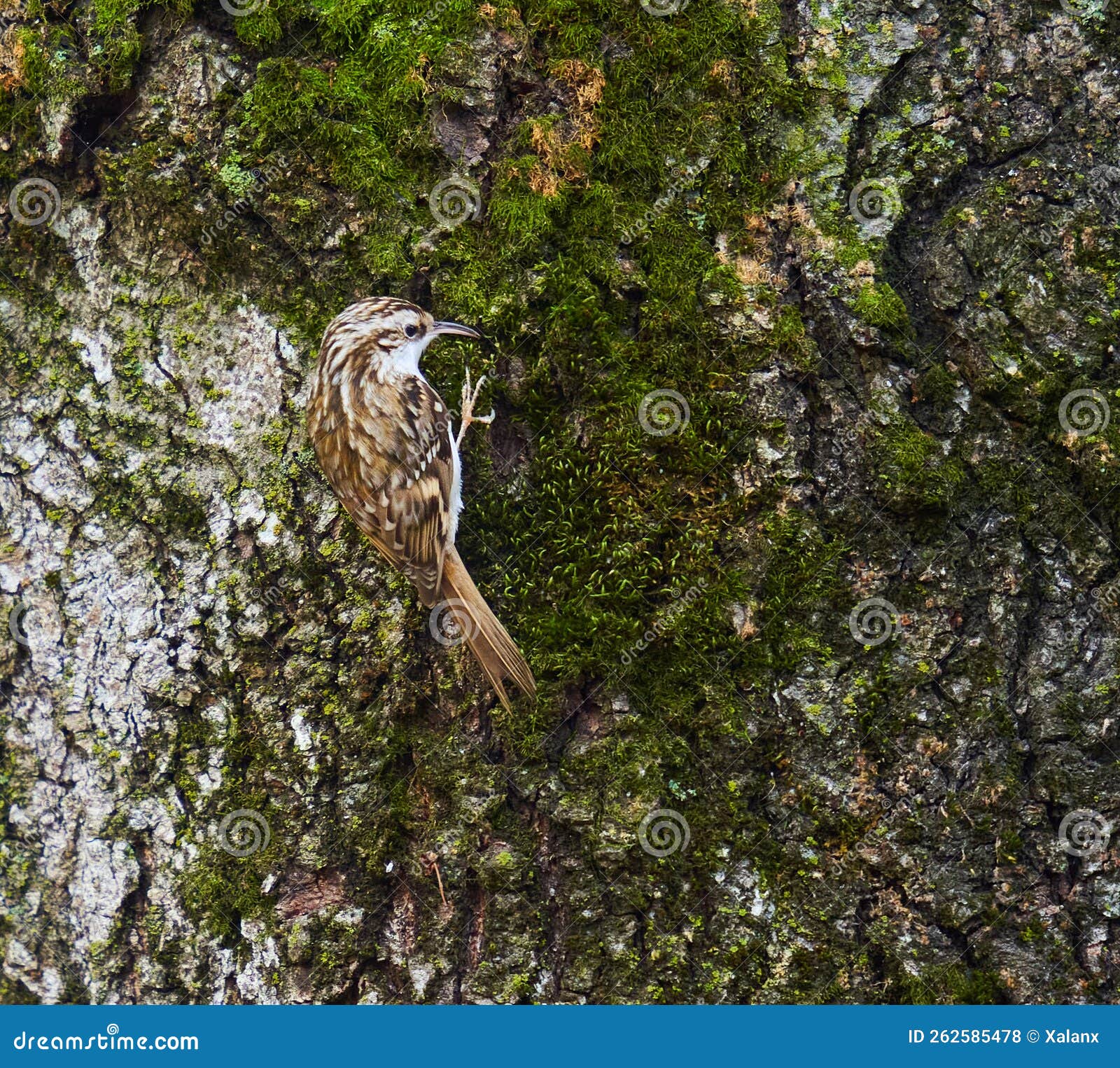 Eurasian Tree Creeper on a Tree Stock Photo - Image of birdwatching ...