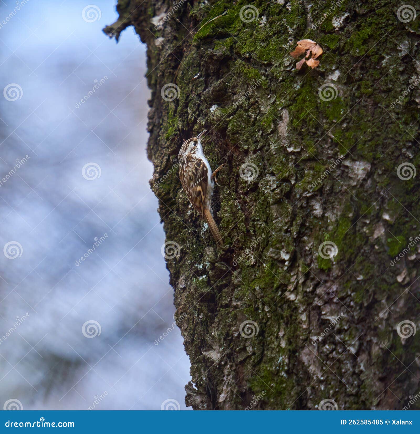 Eurasian Tree Creeper on a Tree Stock Image - Image of bird, beak ...