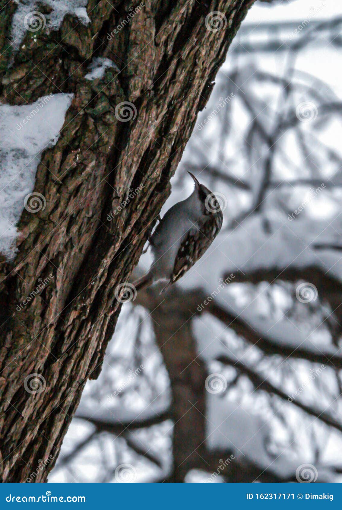 The Eurasian Tree Creeper Common Treecreeper Climbing Up the Tree in ...