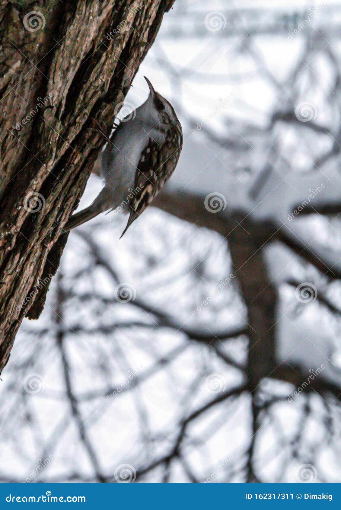 The Eurasian Tree Creeper Common Treecreeper Climbing Up the Tree in ...