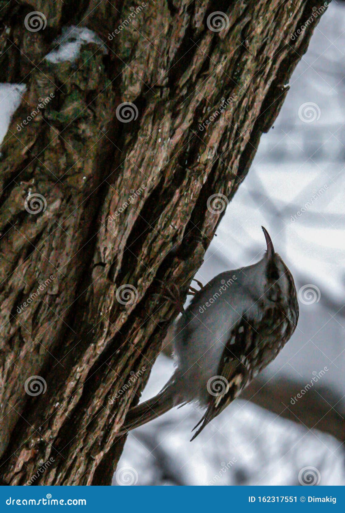 The Eurasian Tree Creeper Common Treecreeper Climbing Up the Tree in ...