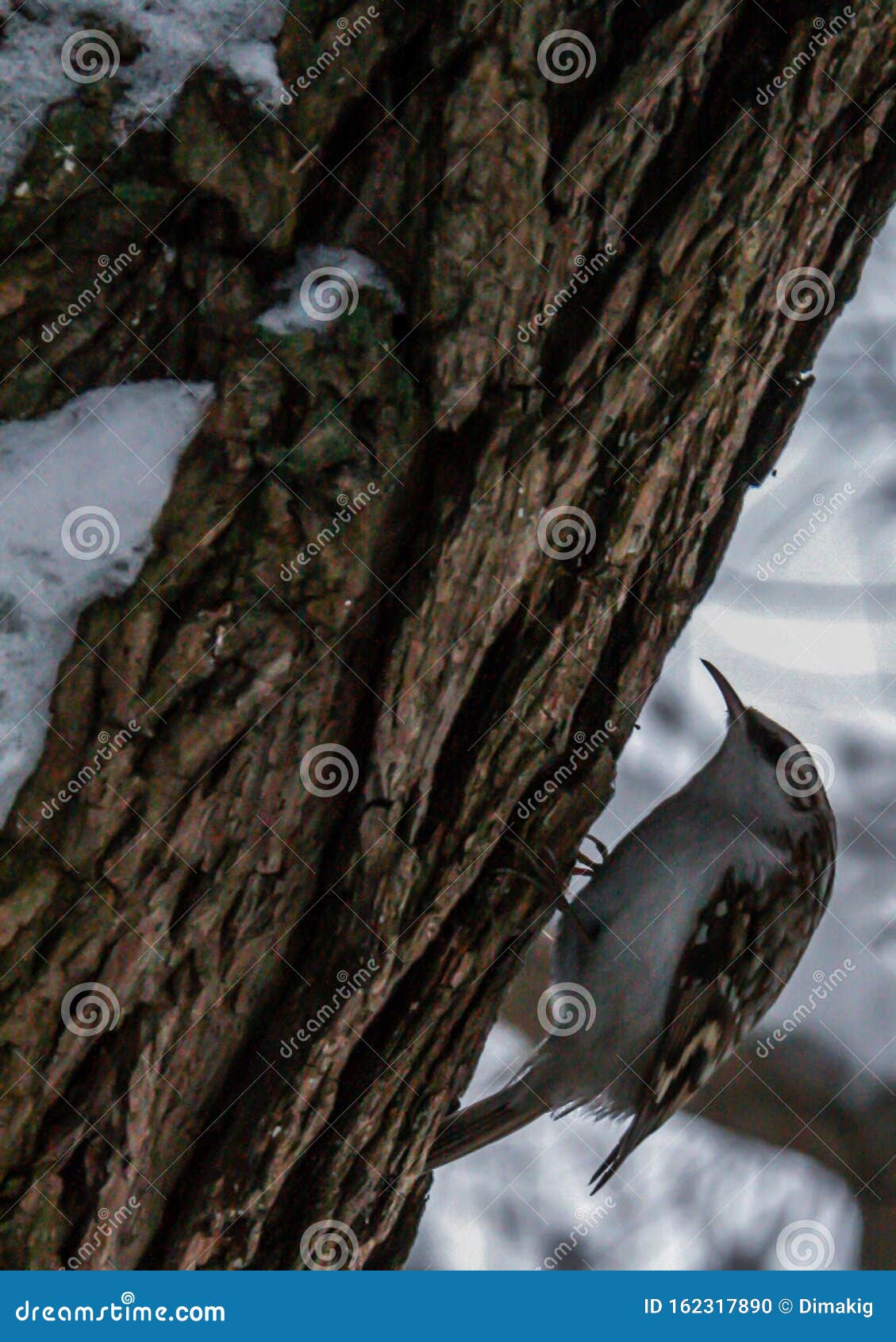The Eurasian Tree Creeper Common Treecreeper Climbing Up the Tree in ...