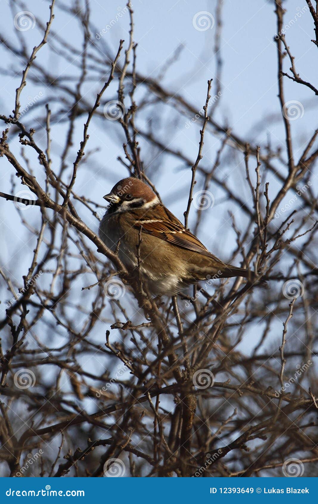 Eurasian tree sparrow stock image. Image of passerine - 12393649