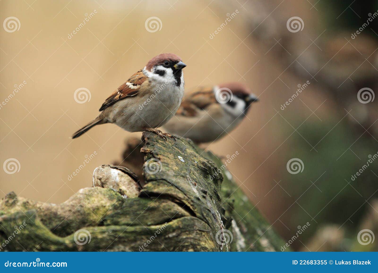 Eurasian tree sparrow stock image. Image of bird, passer - 22683355