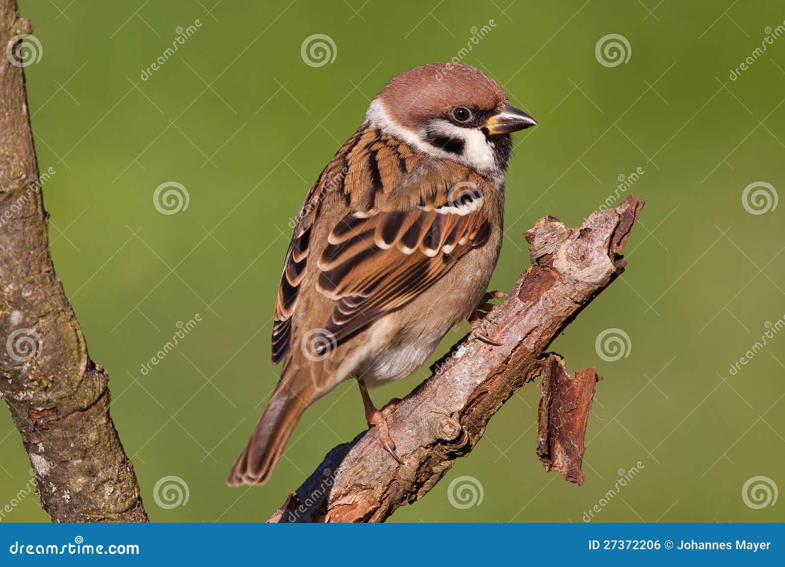 Eurasian Tree Sparrow stock photo. Image of stick, place - 27372206