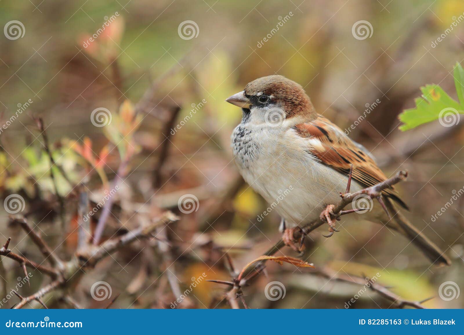 Eurasian tree sparrow stock image. Image of passerine - 82285163
