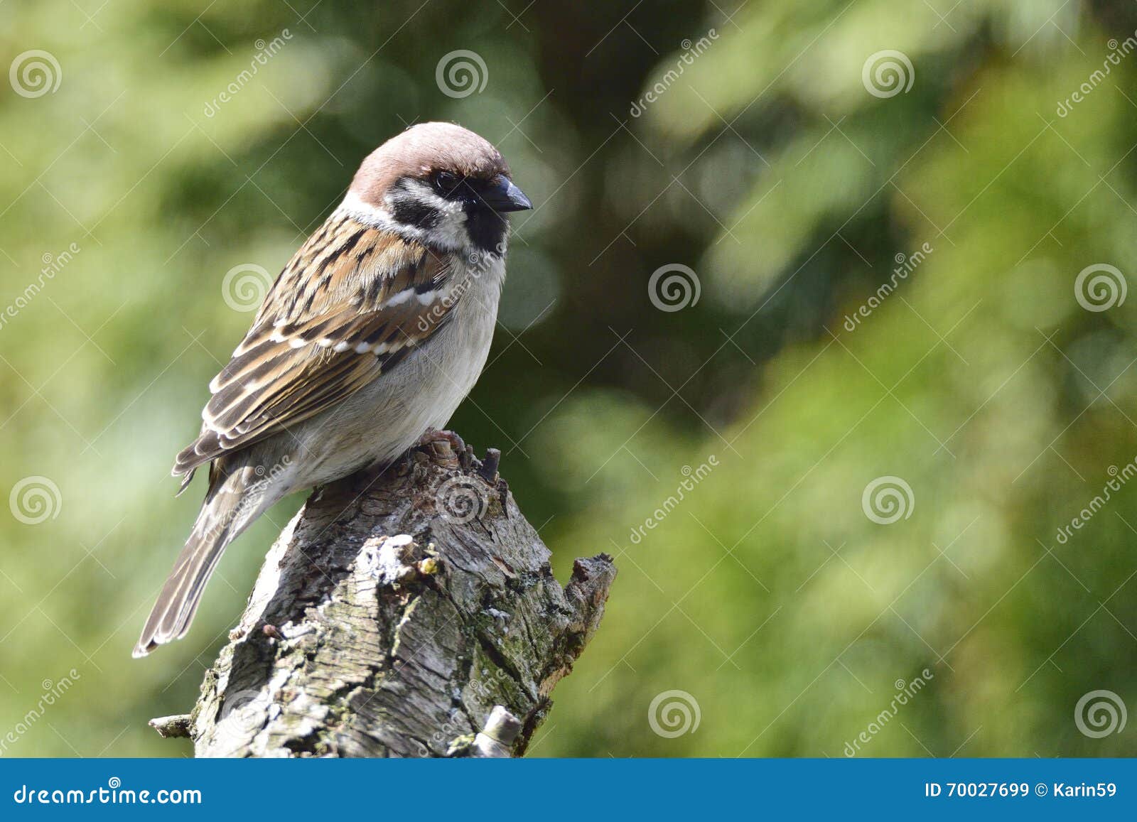 Eurasian tree sparrow stock image. Image of nature, tree - 70027699