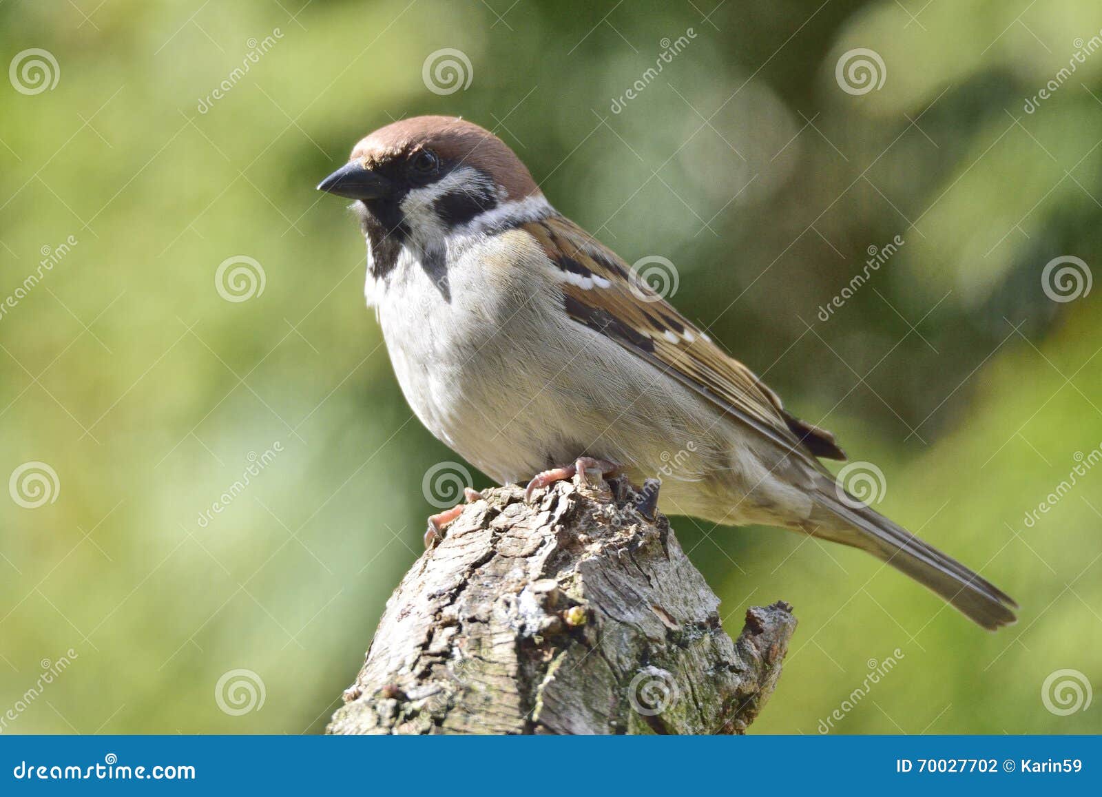 Eurasian tree sparrow stock photo. Image of beautiful - 70027702