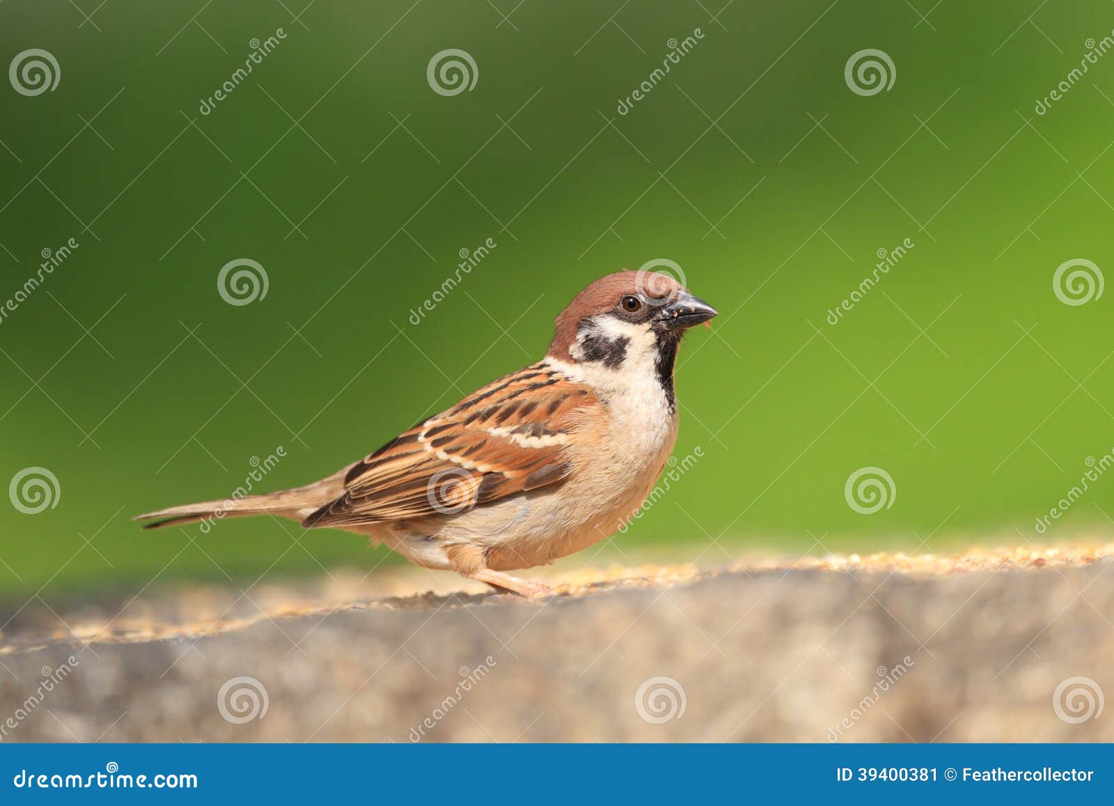 Eurasian Tree Sparrow stock image. Image of animal, thailand - 39400381