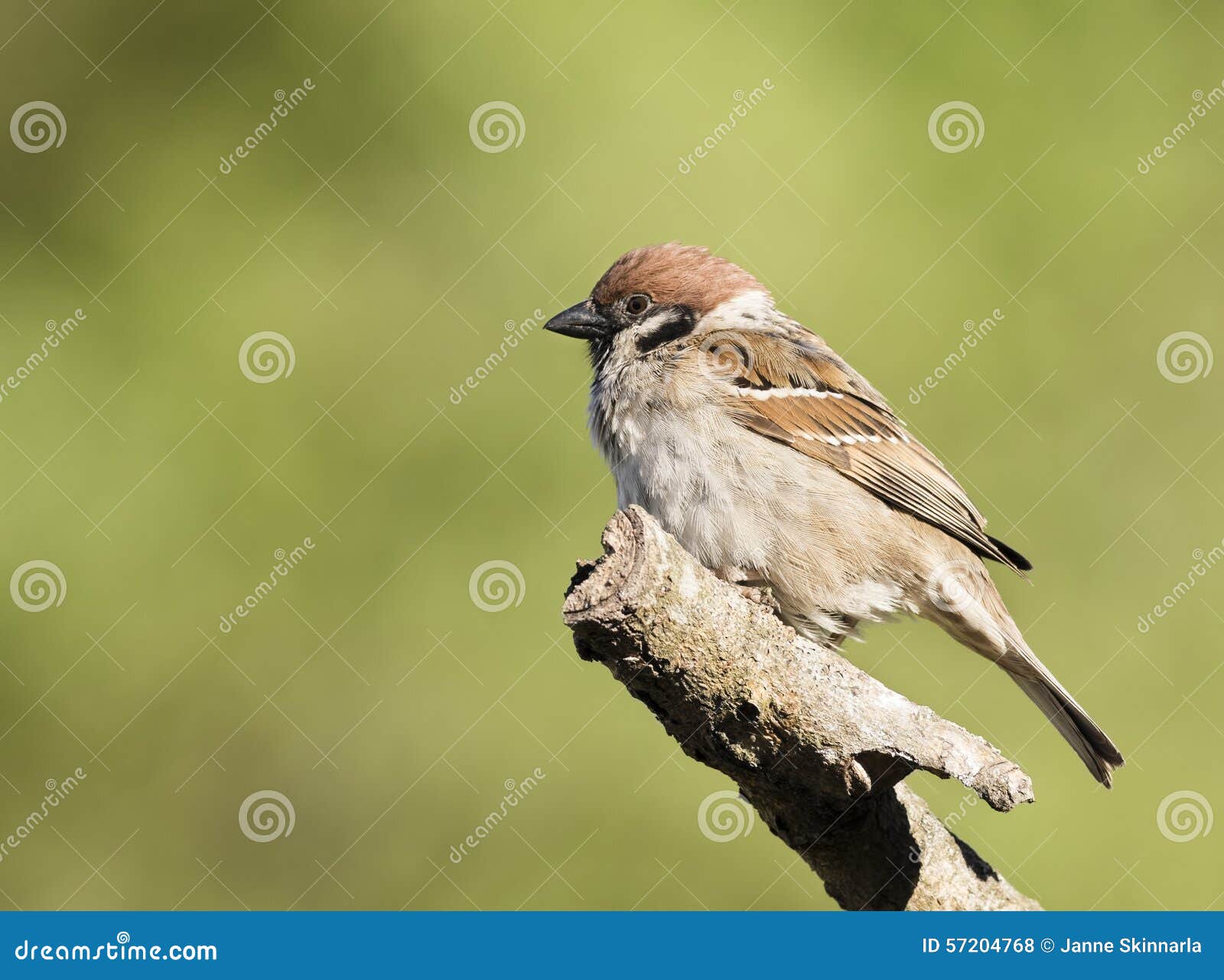 Eurasian Tree Sparrow stock photo. Image of sparrow, wood - 57204768