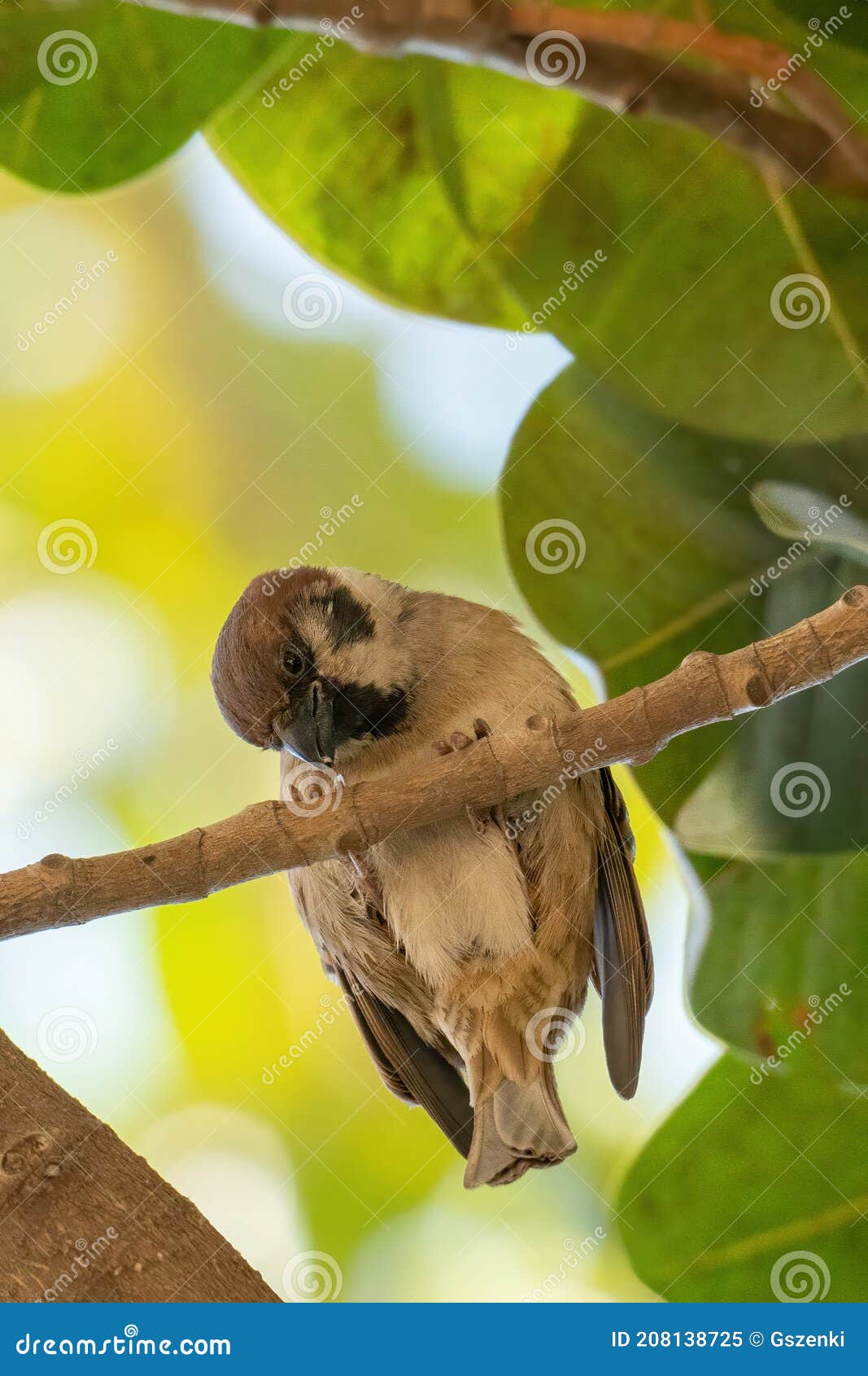 Eurasian Tree Sparrow is Standing on the Branch and Taking a Bug in Its ...