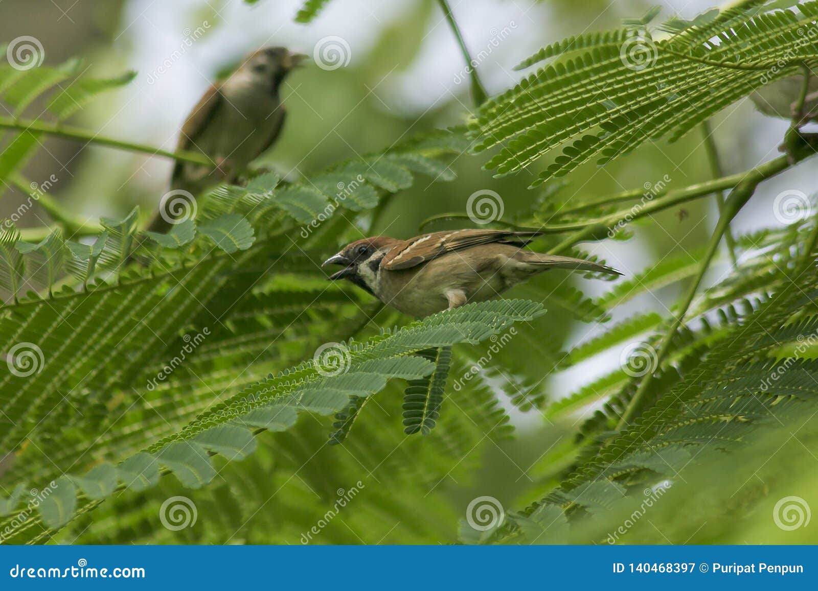 Eurasian Tree Sparrow is on the Tree Stock Image - Image of animal ...