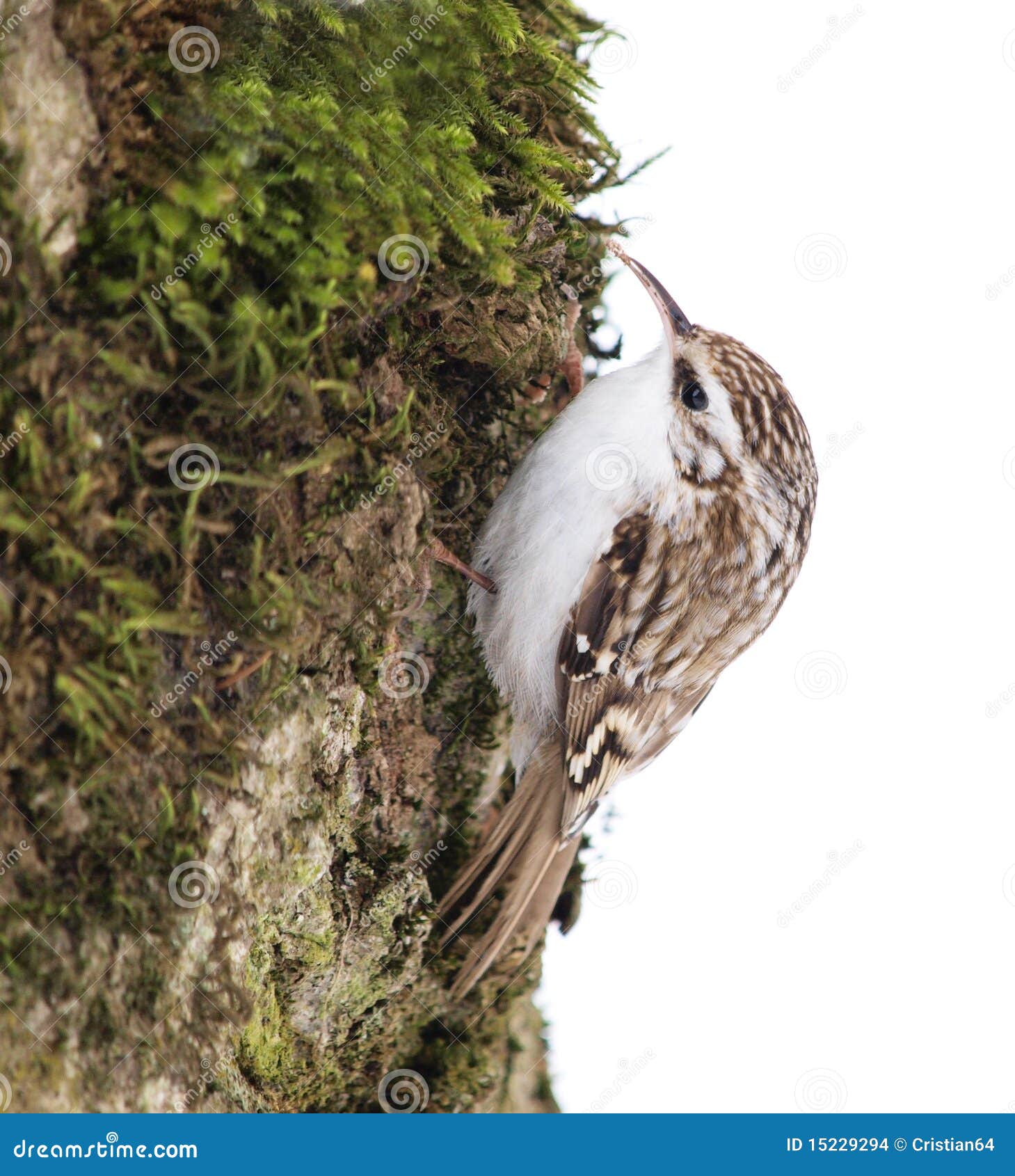 Eurasian Treecreeper (Certhia Familiaris) Stock Photo - Image of ...