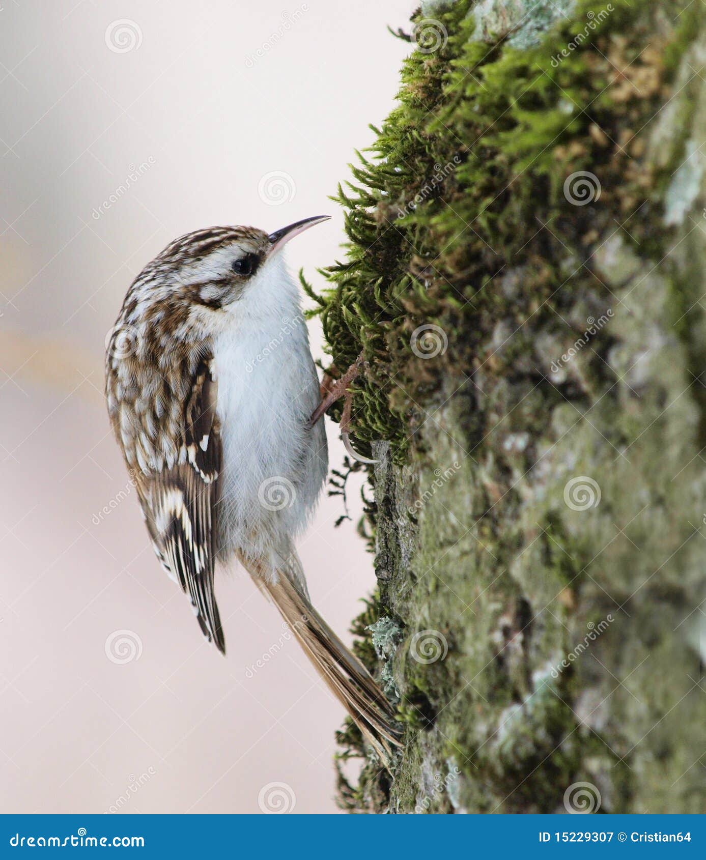 Eurasian Treecreeper (Certhia Familiaris) Stock Image - Image of moss ...