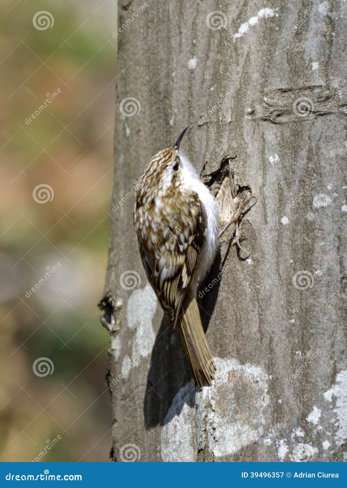 Eurasian Treecreeper (Certhia Familiaris) Stock Image - Image of back ...